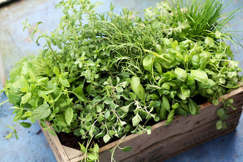 Why A Fragrant Herb Garden Is A Wonderful Place To Relax